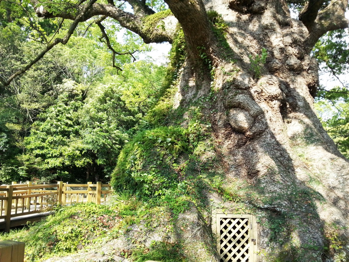 The largest tree of Japan, “Okusu in Kamou” | kagoshima