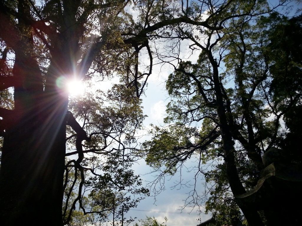 The largest tree of Japan, “Okusu in Kamou” | kagoshima